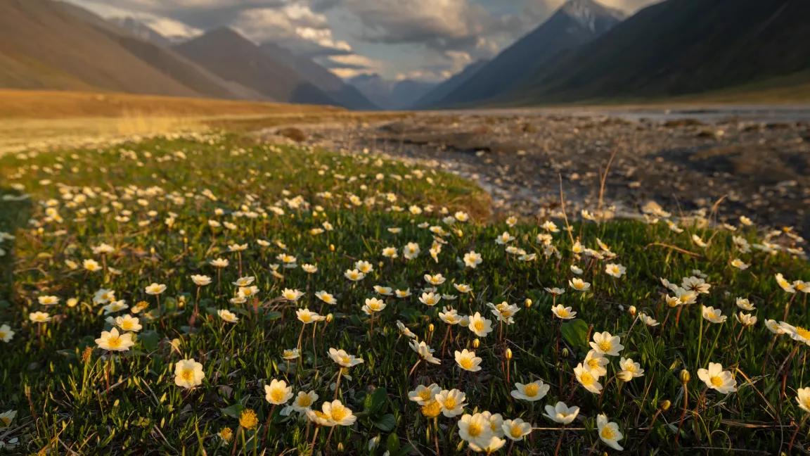 The Arctic in Peril: The Story Behind One of TIME’s Top 100 Photos of 2025