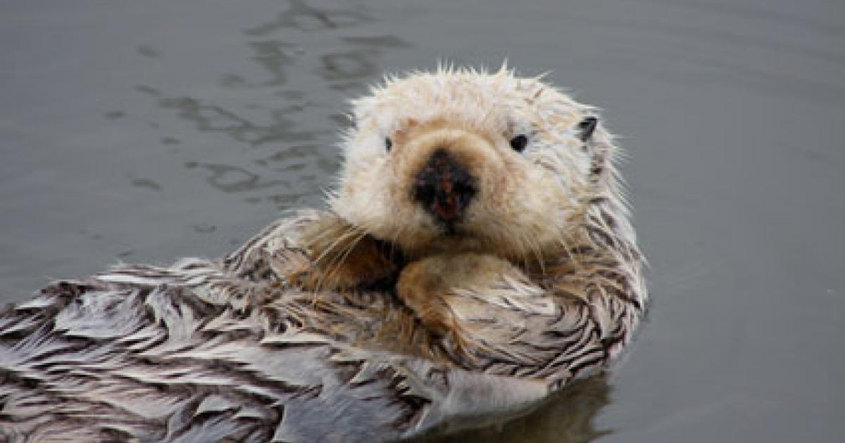 California Sea Otters Targeted in Defense Authorization Bill