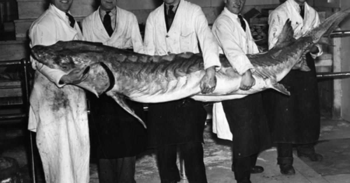 Officially Listed as Endangered, Sturgeon Are on the Slow Way Back