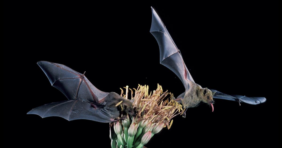 Help Bats. Save the Environment. Drink Mezcal.
