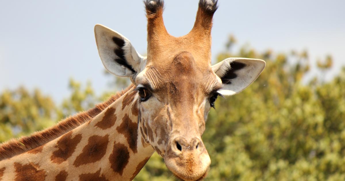 NRDC & Allies Sue Trump Administration to Protect Giraffes